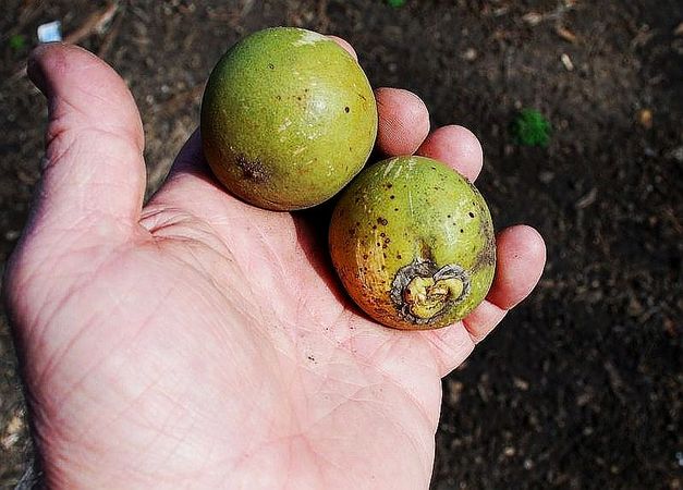 Acrocomia aculeata - Palmpedia - Palm Grower's Guide