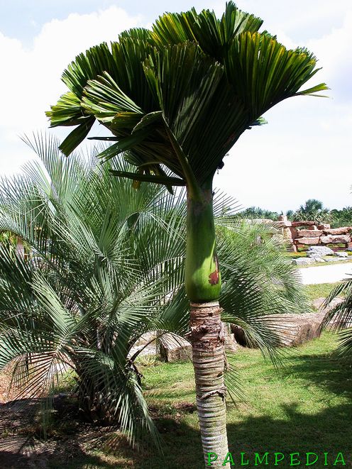Areca catechu - Palmpedia - Palm Grower's Guide