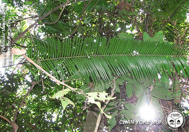 Daemonorops angustifolia - Palmpedia - Palm Grower's Guide