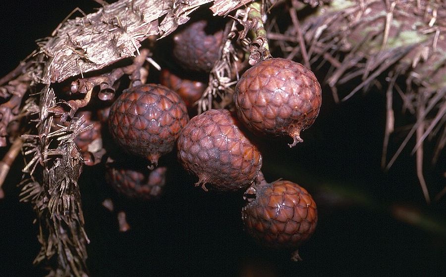 Daemonorops fissa - Palmpedia - Palm Grower's Guide