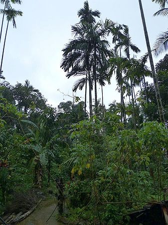 Loxococcus rupicola - Palmpedia - Palm Grower's Guide