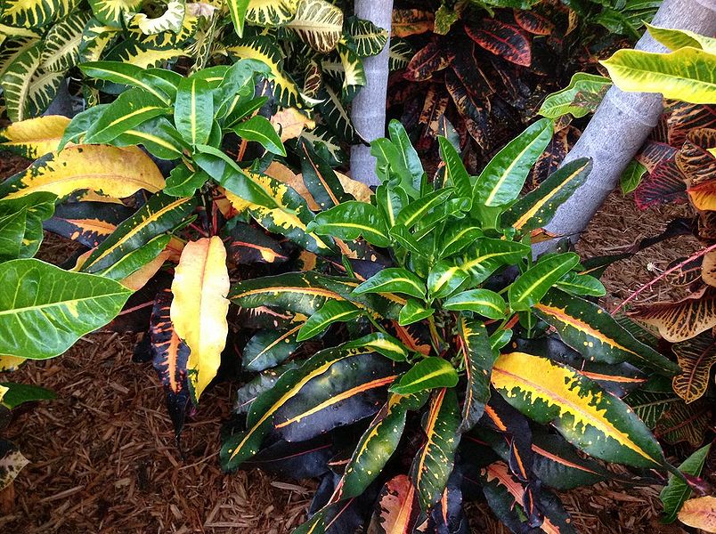 MANGO - Palmpedia - Palm Grower's Guide