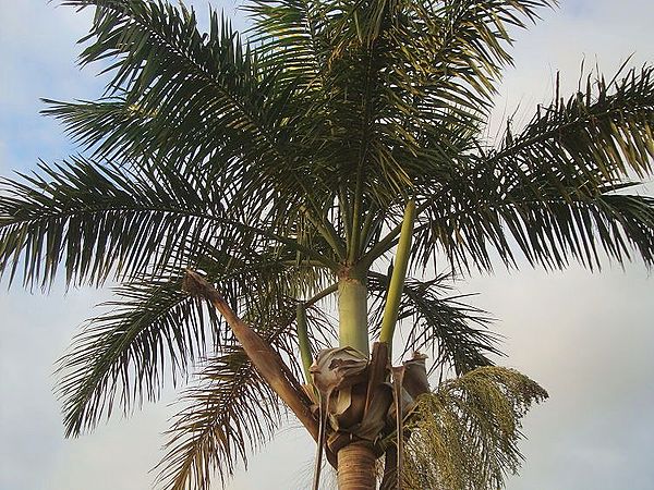 Roystonea princeps - Palmpedia - Palm Grower's Guide