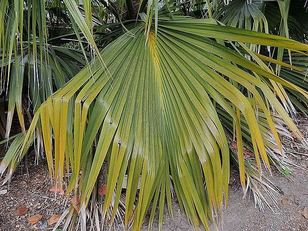 Sabal mexicana - Palmpedia - Palm Grower's Guide