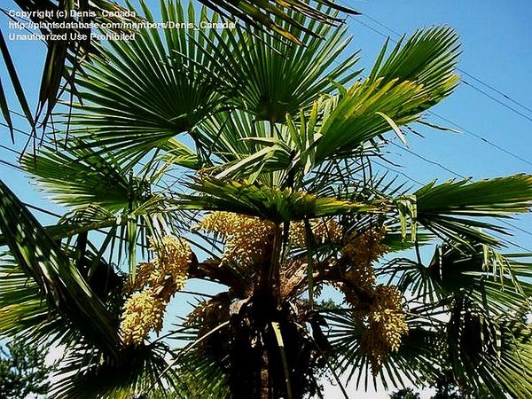 Trachycarpus fortunei - Palmpedia - Palm Grower's Guide