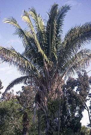 Attalea speciosa - Palmpedia - Palm Grower's Guide