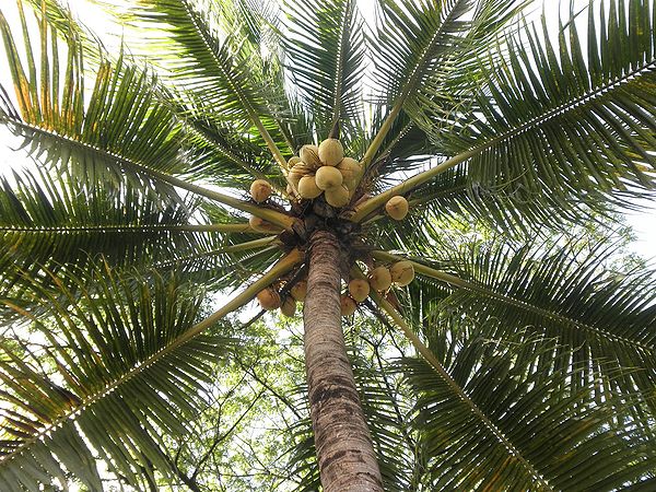 Cocos nucifera var. 'Malayan dwarf' - Palmpedia - Palm Grower's Guide