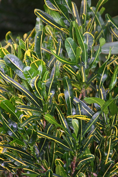 BANANA - Palmpedia - Palm Grower's Guide