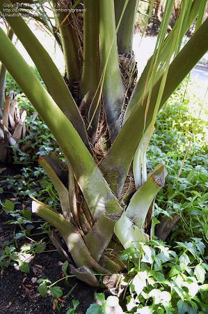 Sabal yapa - Palmpedia - Palm Grower's Guide