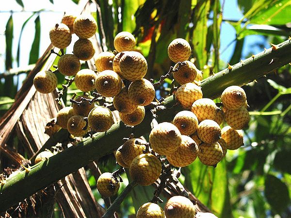 Daemonorops ochrolepis - Palmpedia - Palm Grower's Guide