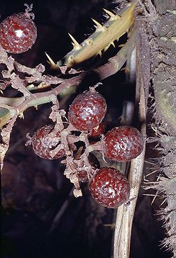 Daemonorops micracantha - Palmpedia - Palm Grower's Guide