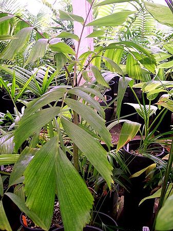 Balaka seemannii - Palmpedia - Palm Grower's Guide