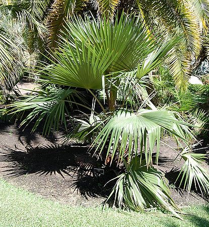 Brahea pimo - Palmpedia - Palm Grower's Guide