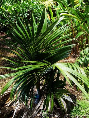 Voanioala gerardii - Palmpedia - Palm Grower's Guide