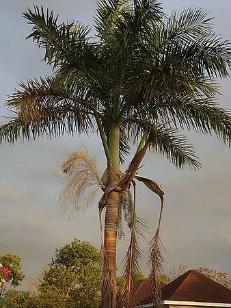 Roystonea princeps - Palmpedia - Palm Grower's Guide