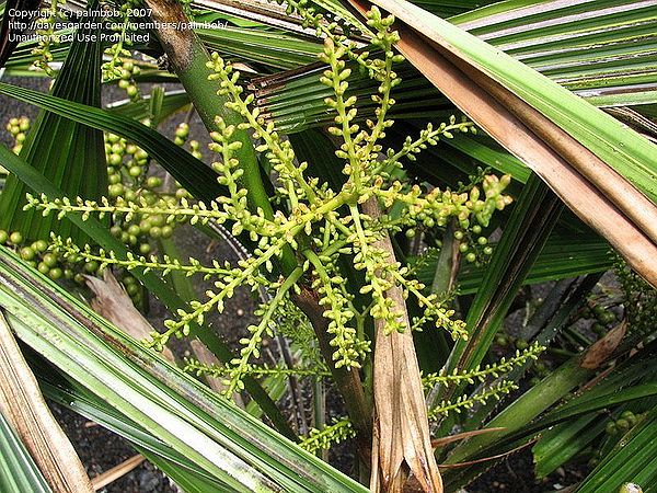 Licuala paludosa - Palmpedia - Palm Grower's Guide
