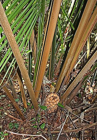 Attalea humilis - Palmpedia - Palm Grower's Guide