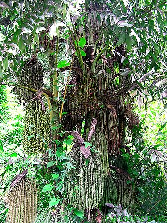 Caryota mitis - Palmpedia - Palm Grower's Guide
