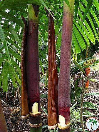 Pinanga speciosa - Palmpedia - Palm Grower's Guide