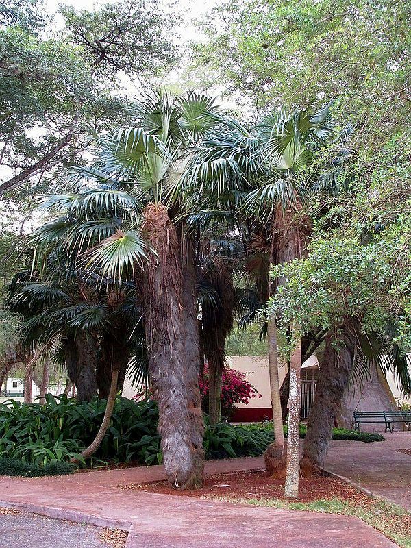 Coccothrinax crinita - Palmpedia - Palm Grower's Guide