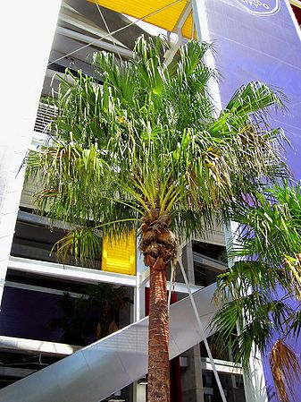Livistona nitida - Palmpedia - Palm Grower's Guide