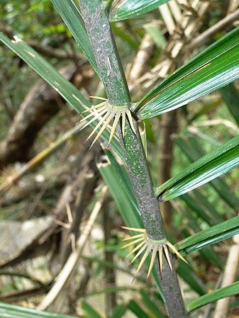 Calamus erectus - Palmpedia - Palm Grower's Guide