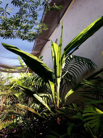 Syagrus pseudococos - Palmpedia - Palm Grower's Guide