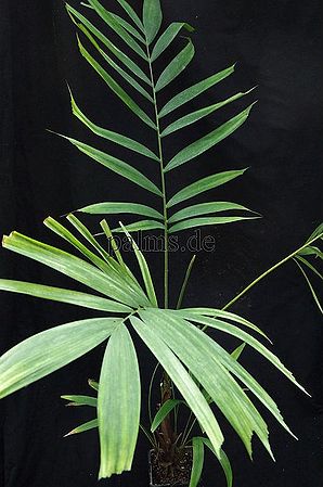 Ptychosperma bleeseri - Palmpedia - Palm Grower's Guide