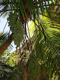 Ravenea lakatra - Palmpedia - Palm Grower's Guide