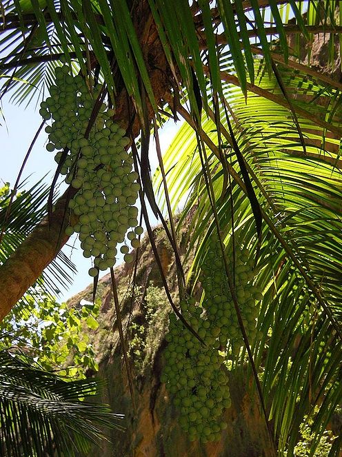 Ravenea lakatra - Palmpedia - Palm Grower's Guide
