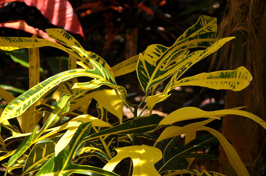 THREE TOES - Palmpedia - Palm Grower's Guide