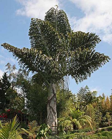 Caryota obtusa - Alchetron, The Free Social Encyclopedia