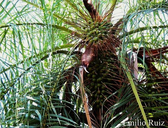 Acrocomia aculeata - Palmpedia - Palm Grower's Guide