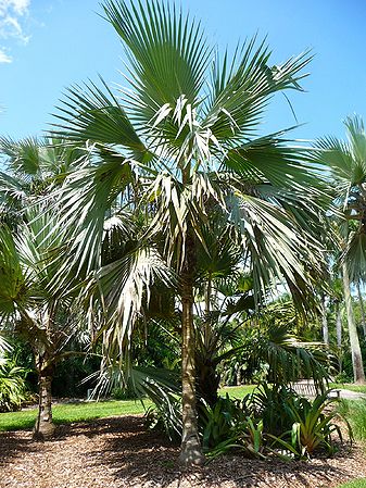 Latania lontaroides - Palmpedia - Palm Grower's Guide