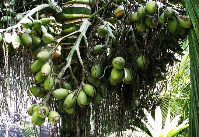 Areca catechu - Palmpedia - Palm Grower's Guide