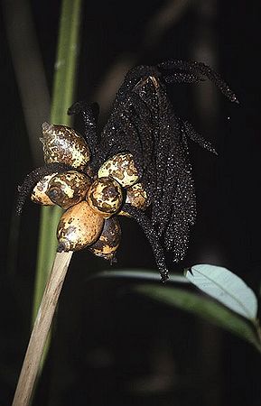 Barcella odora - Palmpedia - Palm Grower's Guide