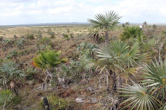 Coccothrinax macroglossa - Palmpedia - Palm Grower's Guide