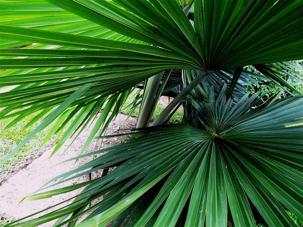 Tahina spectabilis - Palmpedia - Palm Grower's Guide