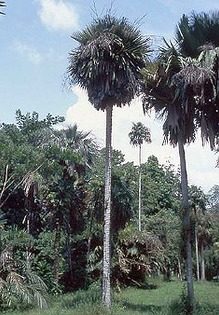 Copernicia rigida - Palmpedia - Palm Grower's Guide