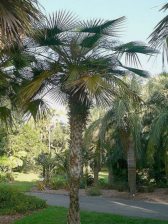 Copernicia tectorum - Palmpedia - Palm Grower's Guide