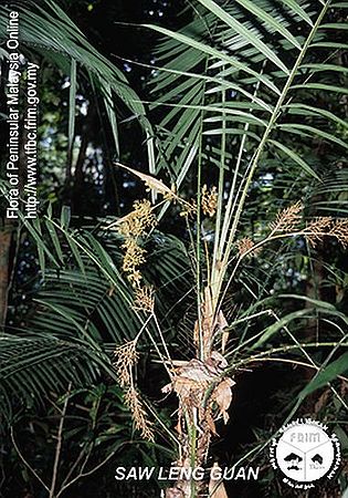 Daemonorops geniculata - Palmpedia - Palm Grower's Guide