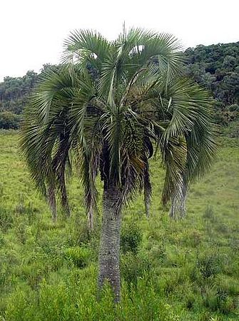 Butia eriospatha - Palmpedia - Palm Grower's Guide