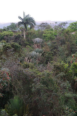 Copernicia rigida - Palmpedia - Palm Grower's Guide