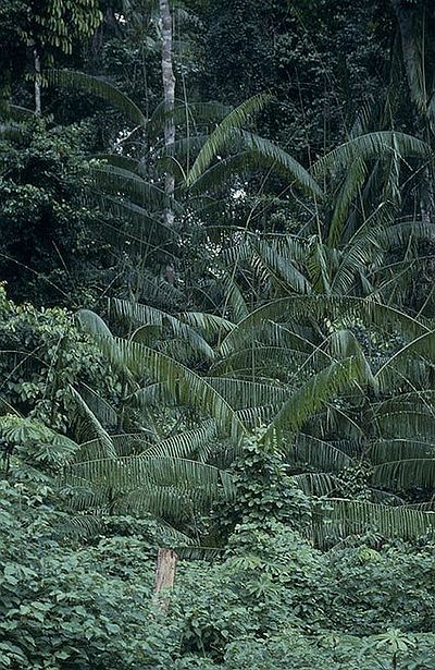 Laccosperma secundiflorum - Palmpedia - Palm Grower's Guide