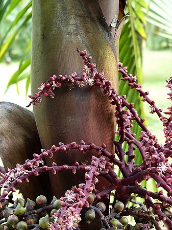 Loxococcus rupicola - Palmpedia - Palm Grower's Guide