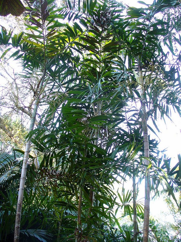 Ptychosperma microcarpum - Palmpedia - Palm Grower's Guide