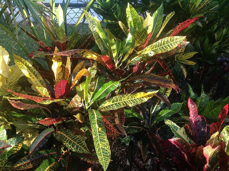 QUEEN VICTORIA - Palmpedia - Palm Grower's Guide