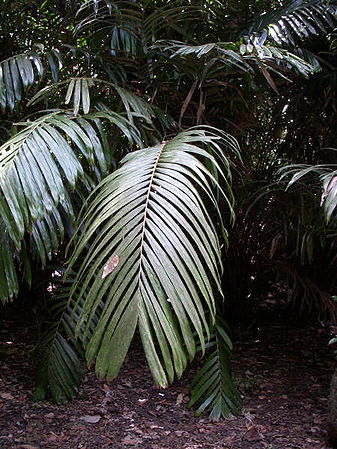 Salacca zalacca - Palmpedia - Palm Grower's Guide