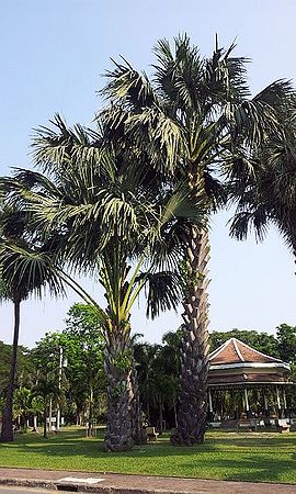 Corypha lecomtei - Palmpedia - Palm Grower's Guide
