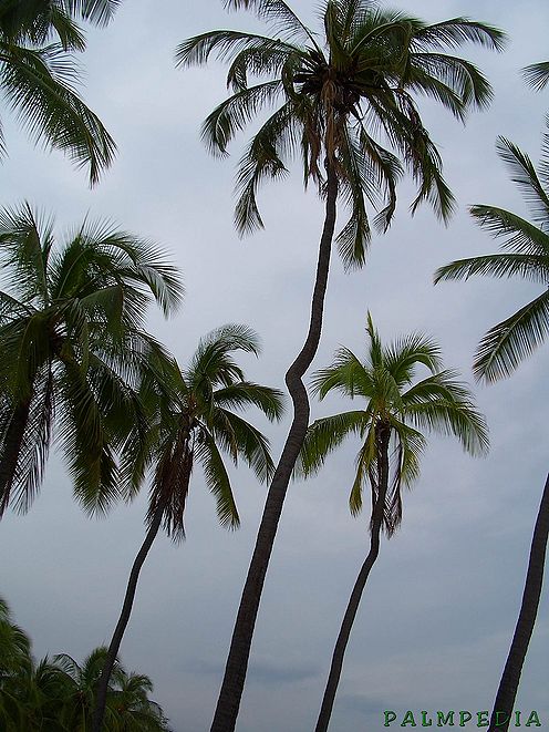 Cocos nucifera - Palmpedia - Palm Grower's Guide